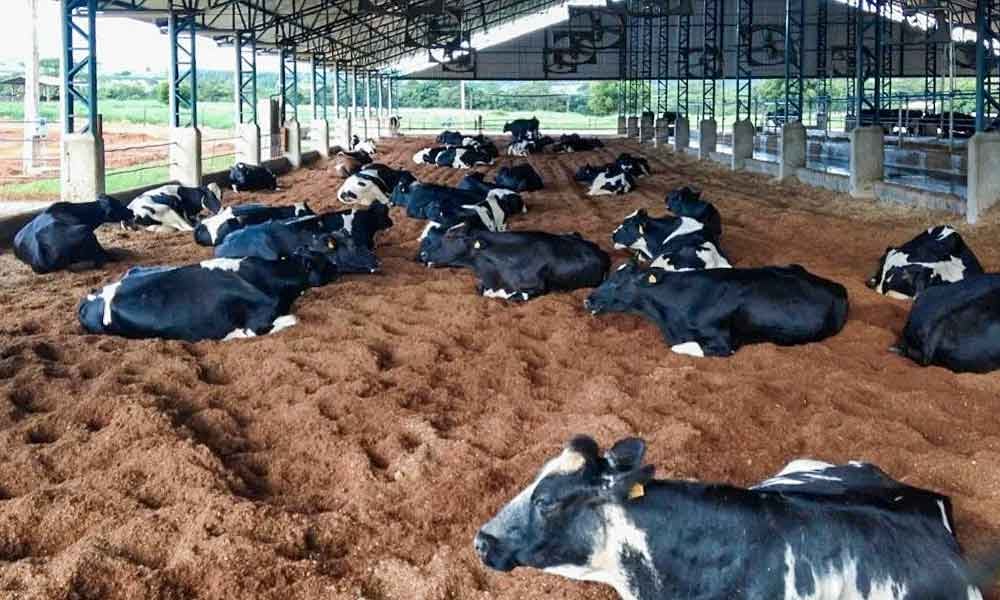 Como evitar riscos sanitários no compost barn?